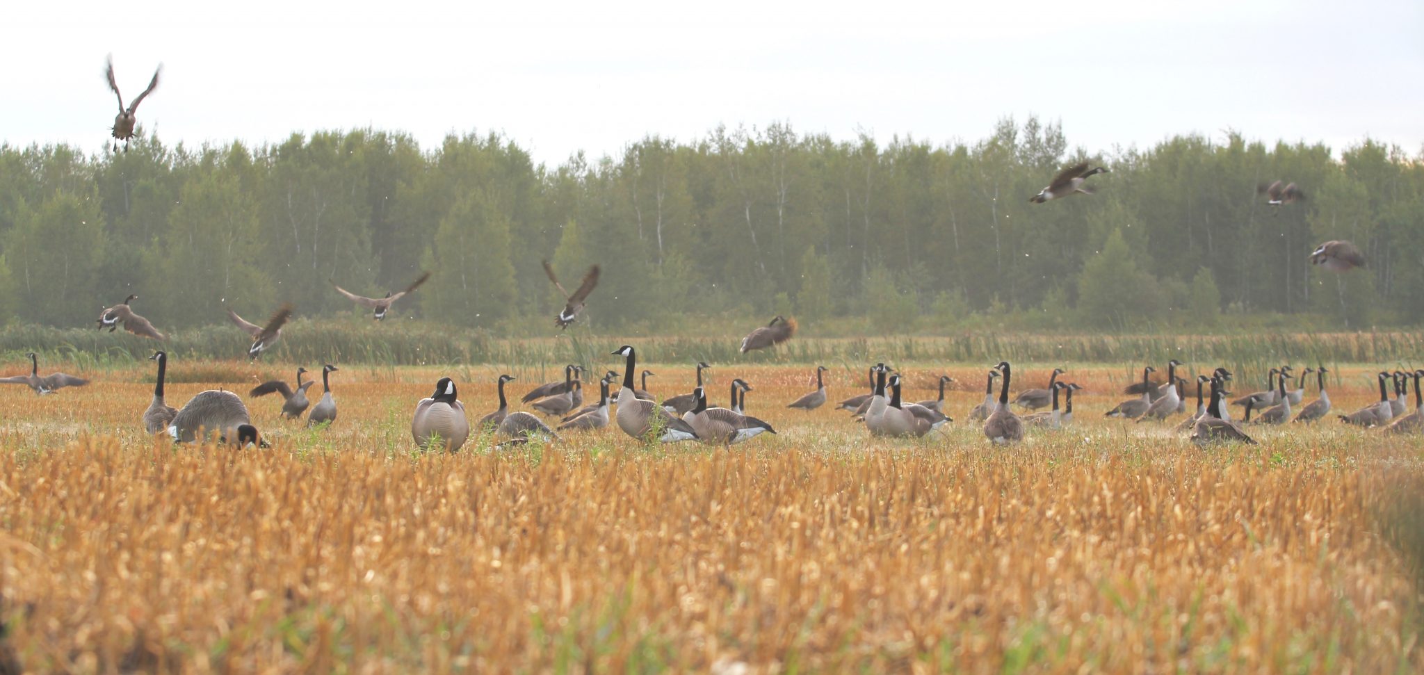 Chasse à la Bernache du Canada résidente au Québec: biologie, conseils ...
